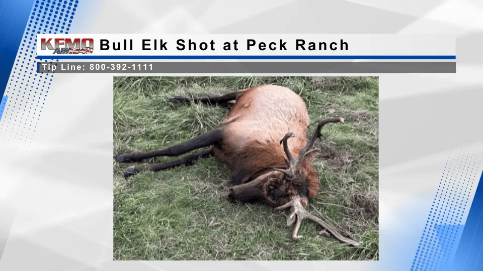 MDC Seeks Help After Bull Elk Shot at Peck Ranch